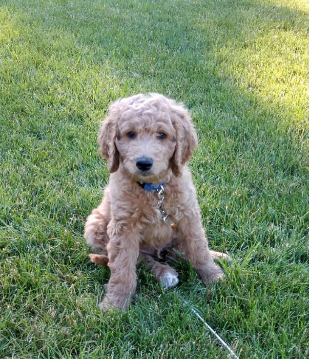 Do You Dock Goldendoodles Tails