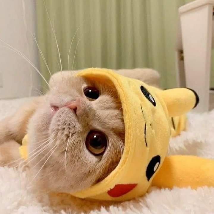 Pikachu Cute Cats