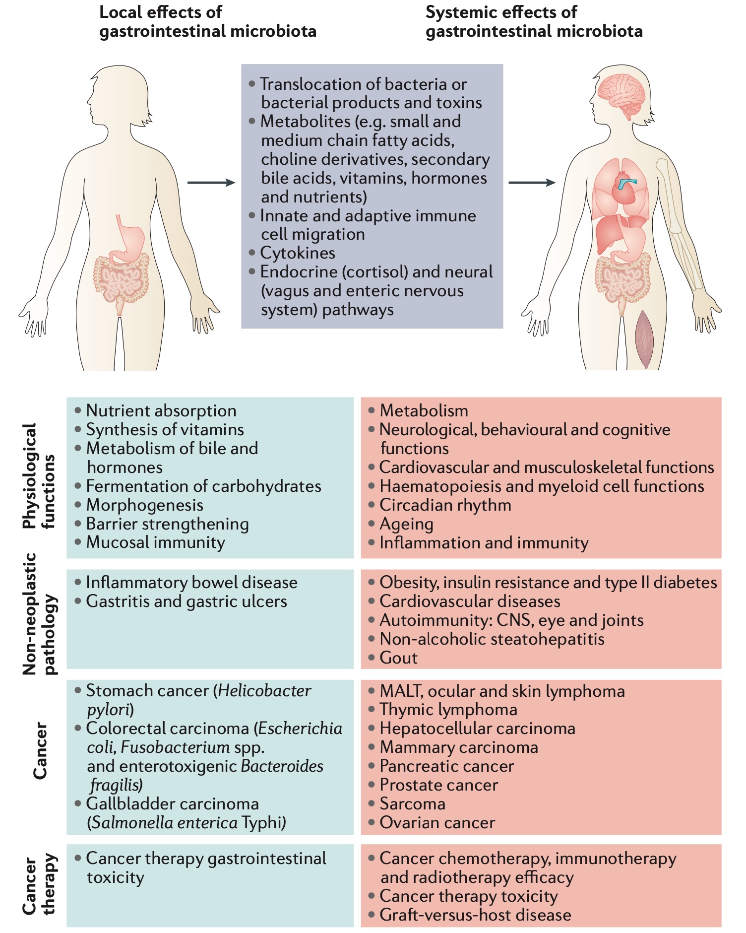 Local Vs Systemic Infection