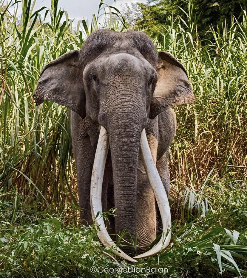 Asian Elephant Big Tusks