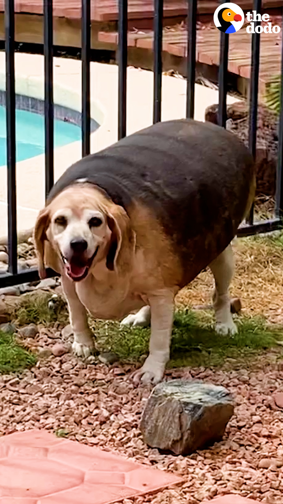 The Dodo on Twitter: "90-pound beagle will only exercise with his favorite toy in his mouth ...