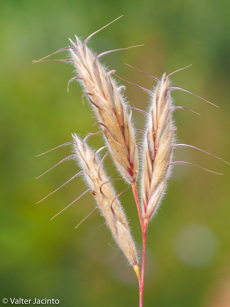 Key to the species of bromes. The bromes are split into 4 genera by ...