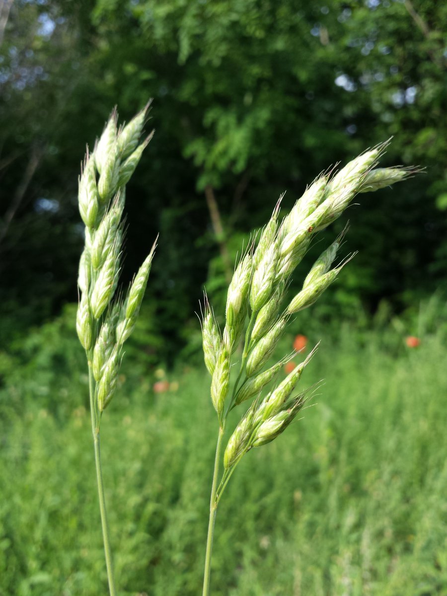 Key to the species of bromes. The bromes are split into 4 genera by ...