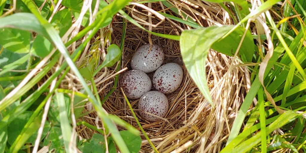 Meadowlark Nest