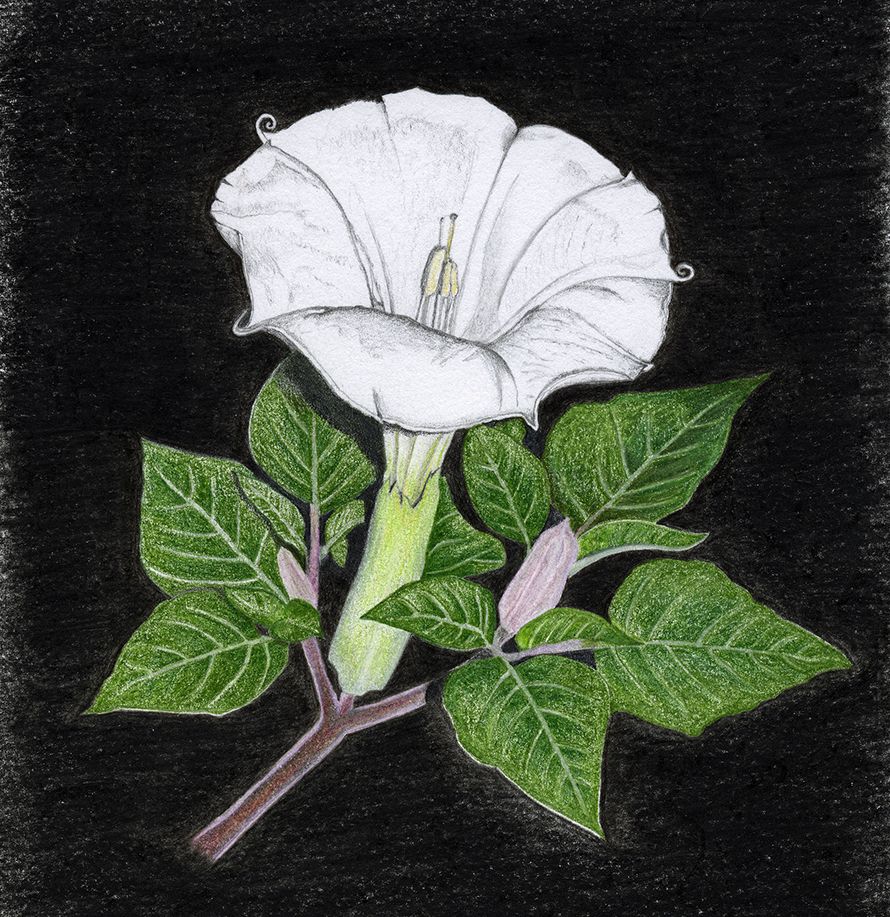 Moon Flower Drawing