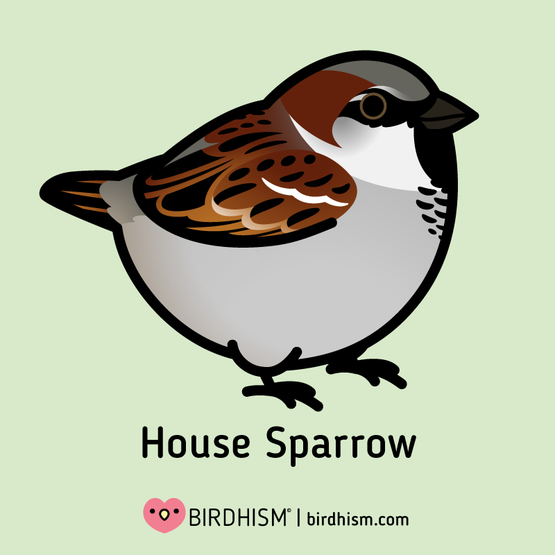 Maya Bird Clipart Images