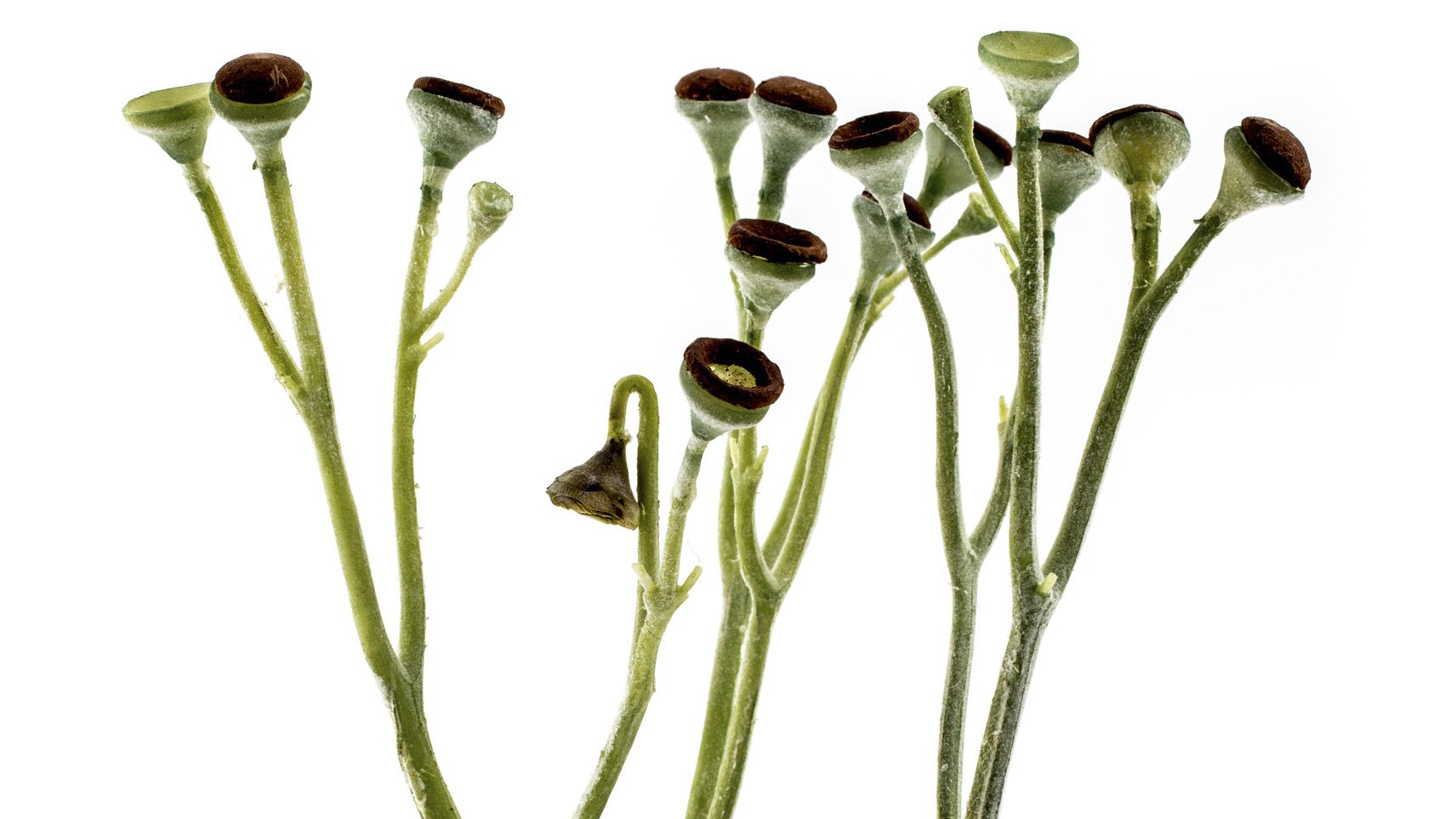 First Land Plants On Earth First Plants Colonized Earth 100 Million