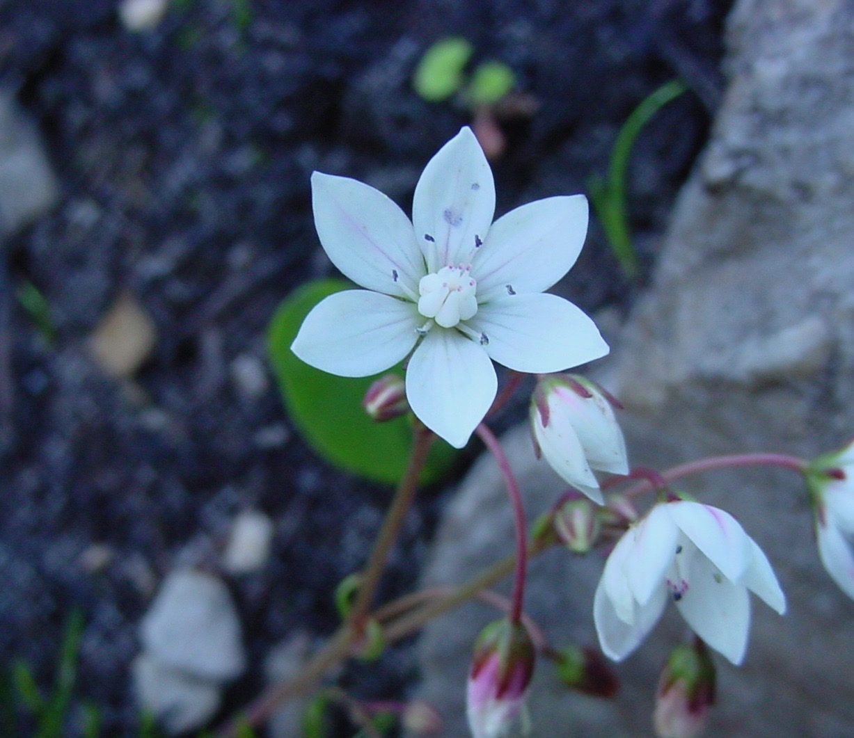 Small White Star Shaped Flowers