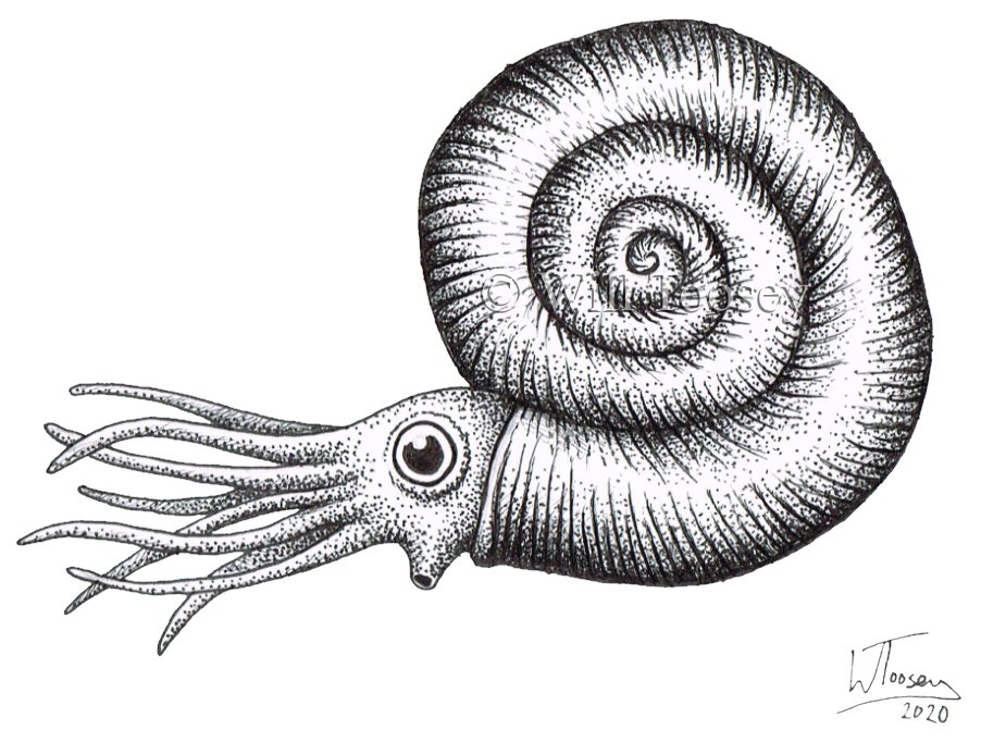 Ammonite Drawing
