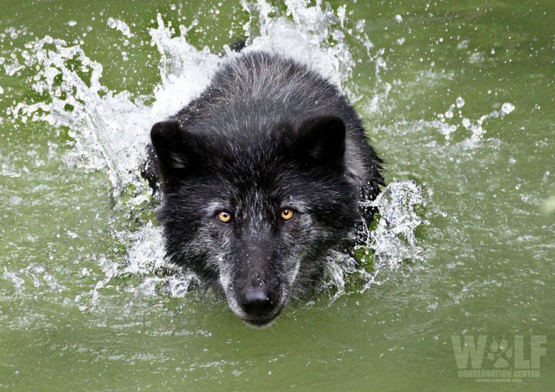 Wolf Of Water