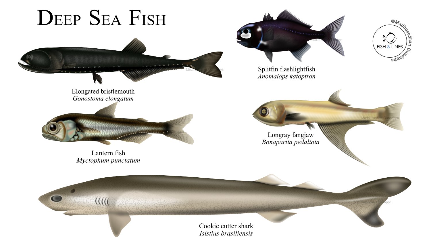 Edible Sea Fish Pictures