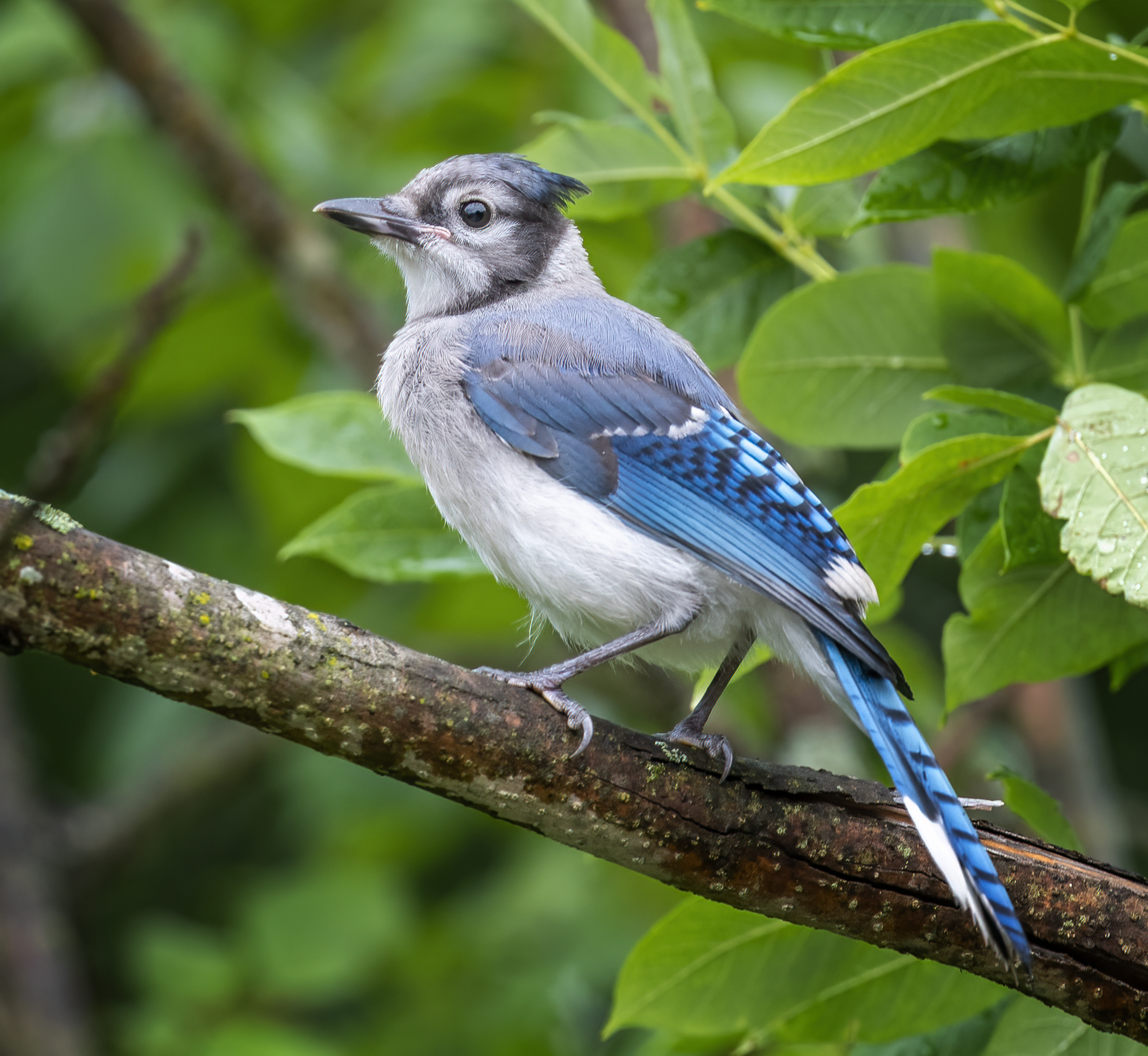 Juvenile Blue Jay