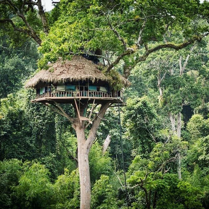 Tree House In Laos