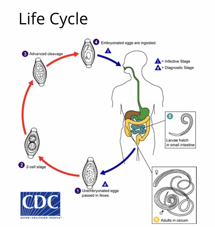 Trichuris Life Cycle