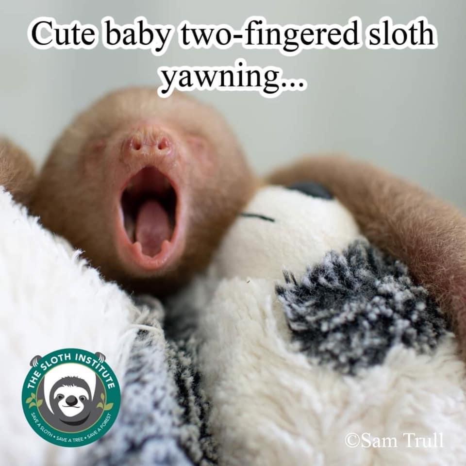 Yawning Sloth