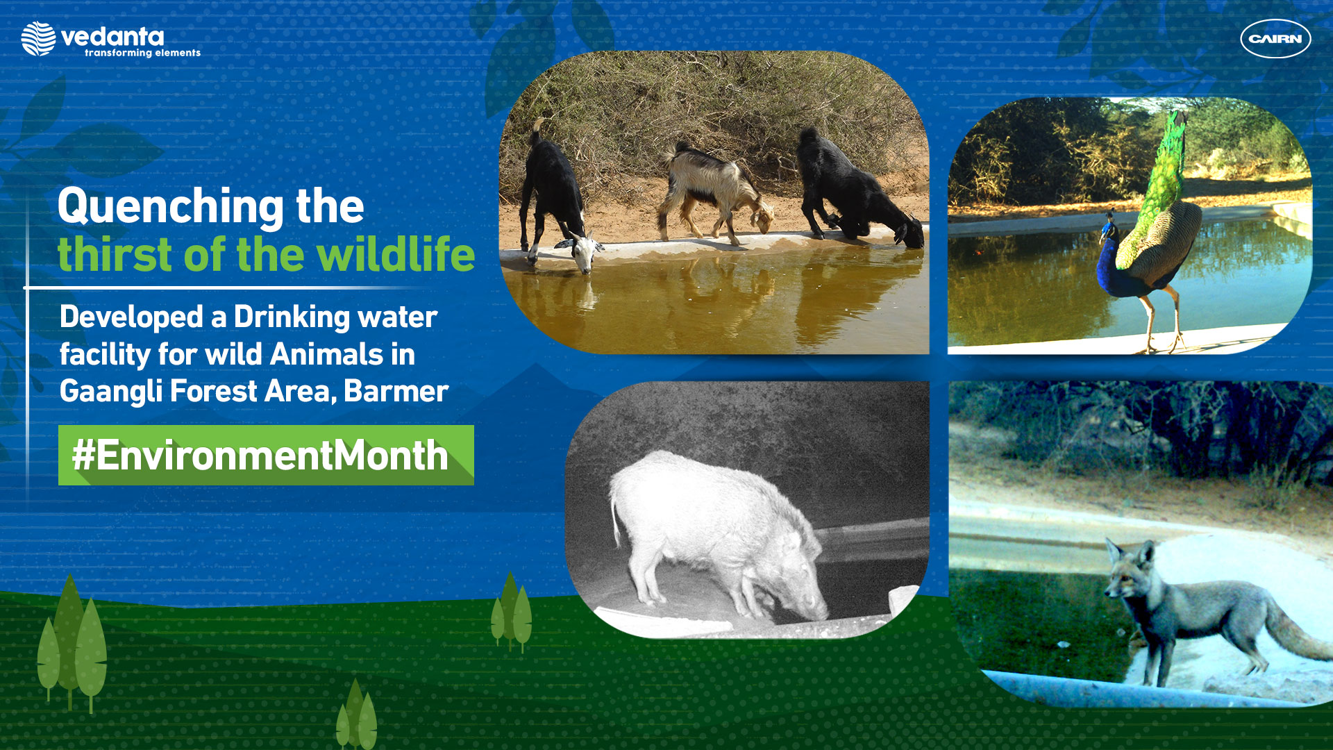 Wild Animals Drinking Water