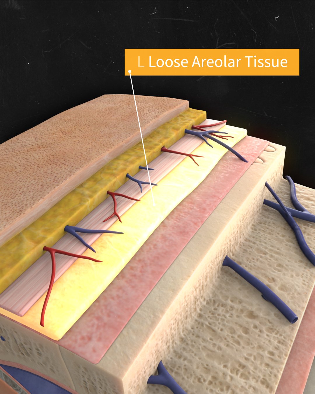 Loose Areolar Tissue