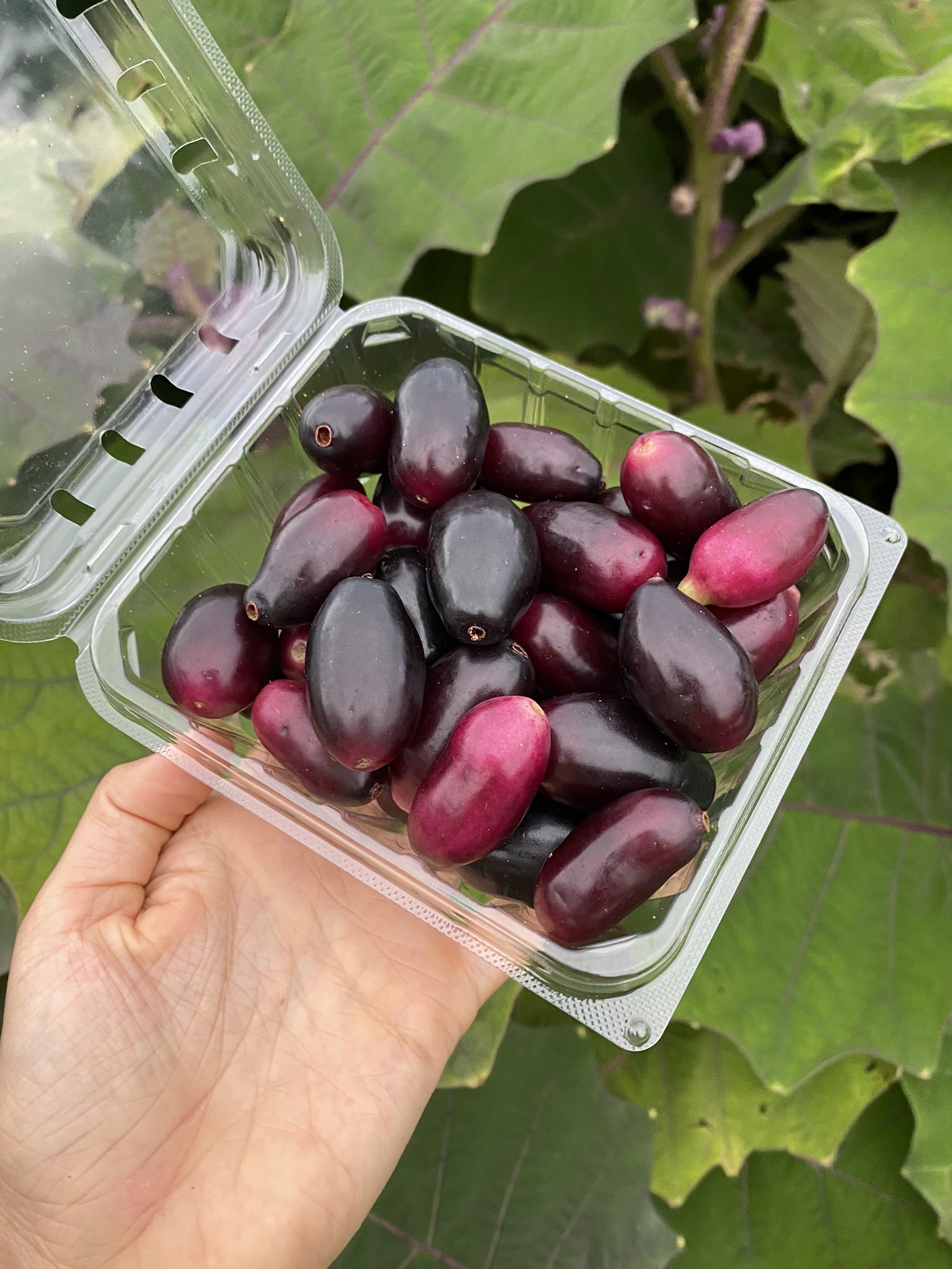 Purpul Jambu Fruit