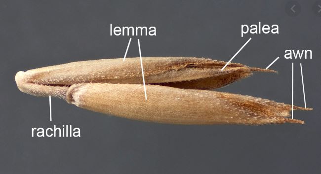 Genera of Poaceae. Festuca is one of the most important grass genera ...