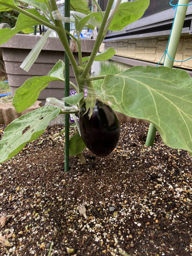 Aki Takeuchi(@noelsora) - Twilog (ツイログ)