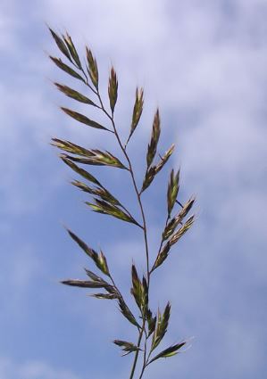 Genera of Poaceae. Festuca is one of the most important grass genera ...