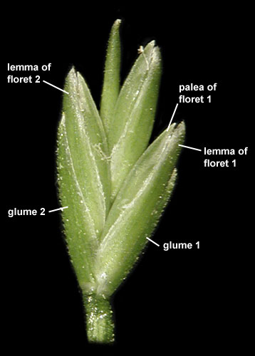 Genera of Poaceae. Festuca is one of the most important grass genera ...