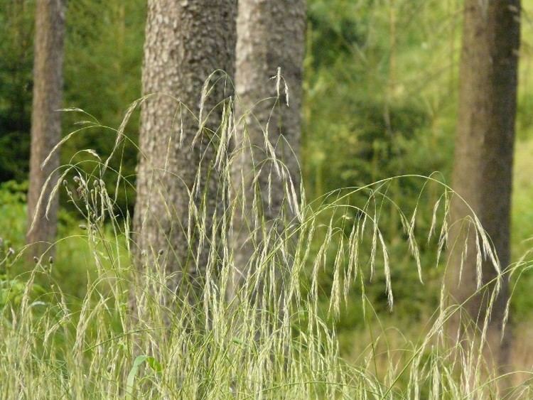 Genera of Poaceae. Festuca is one of the most important grass genera ...