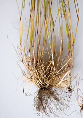 Genera of Poaceae. Festuca is one of the most important grass genera ...