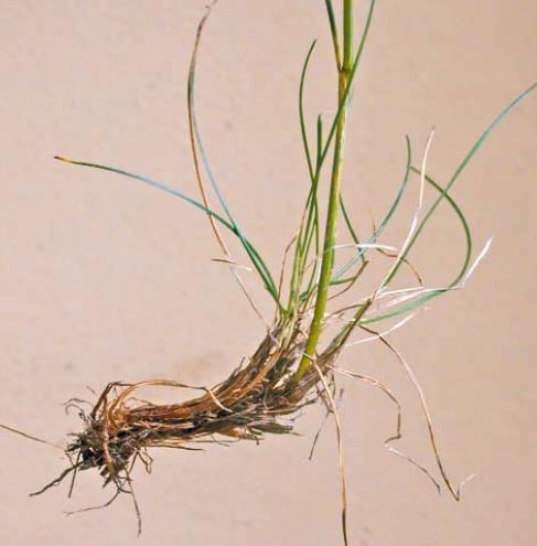 Genera of Poaceae. Festuca is one of the most important grass genera ...