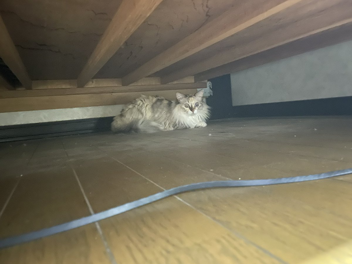 itsuki_tree(@itsuki_zizi) - Twilog (ツイログ)