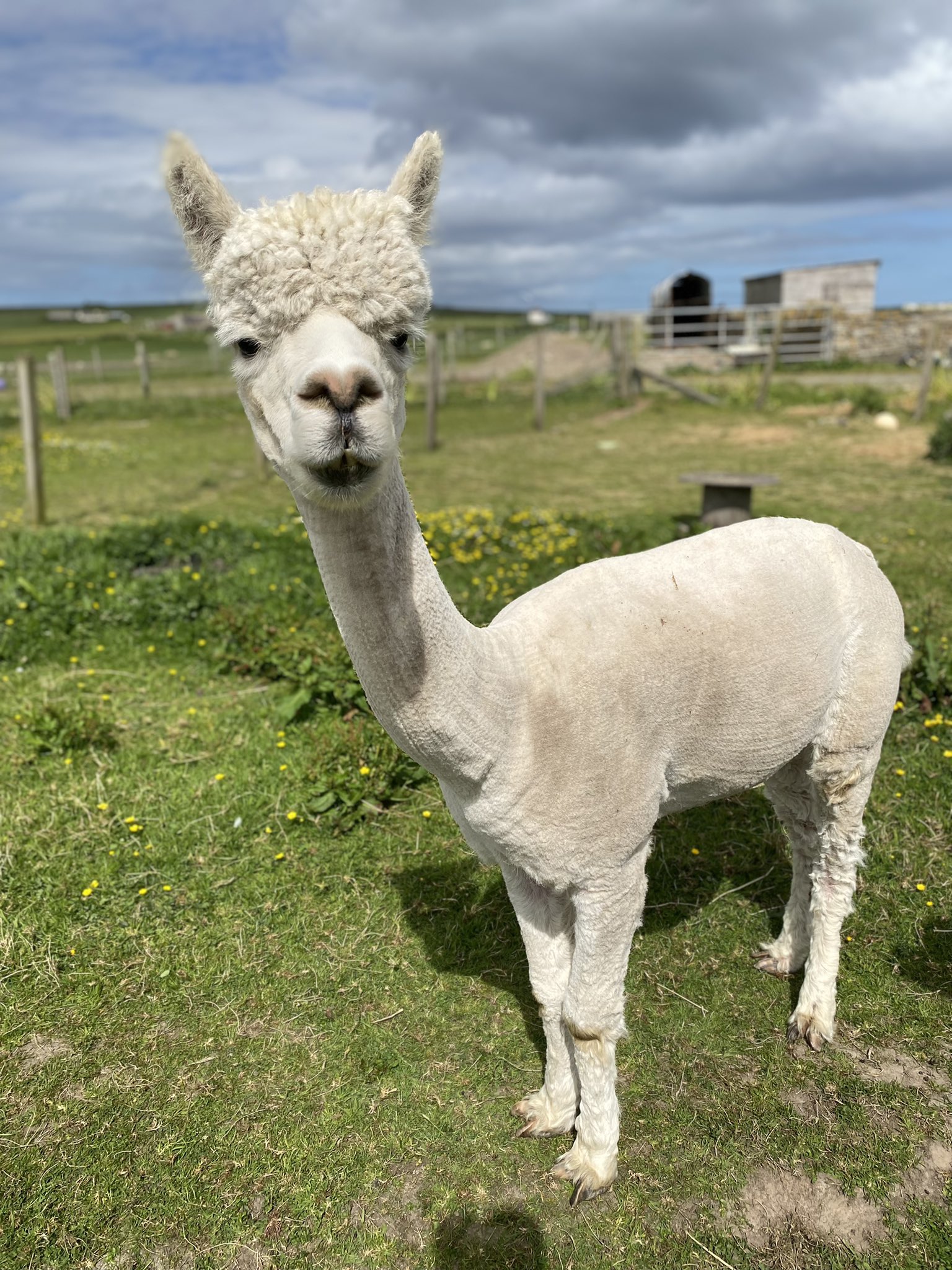 Alpaca Eyelashes