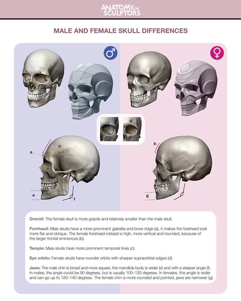 Skull Male Vs Female