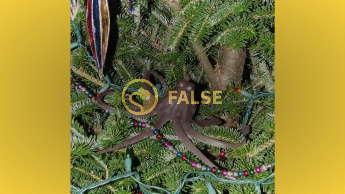 Pacific Northwest Tree Octopus Habitat