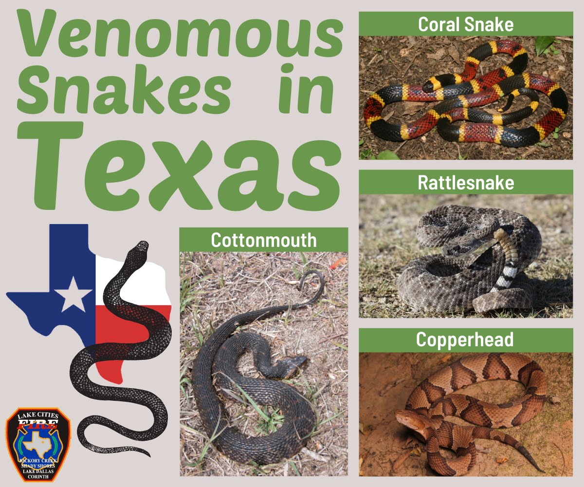 Types Of Snakes In Texas