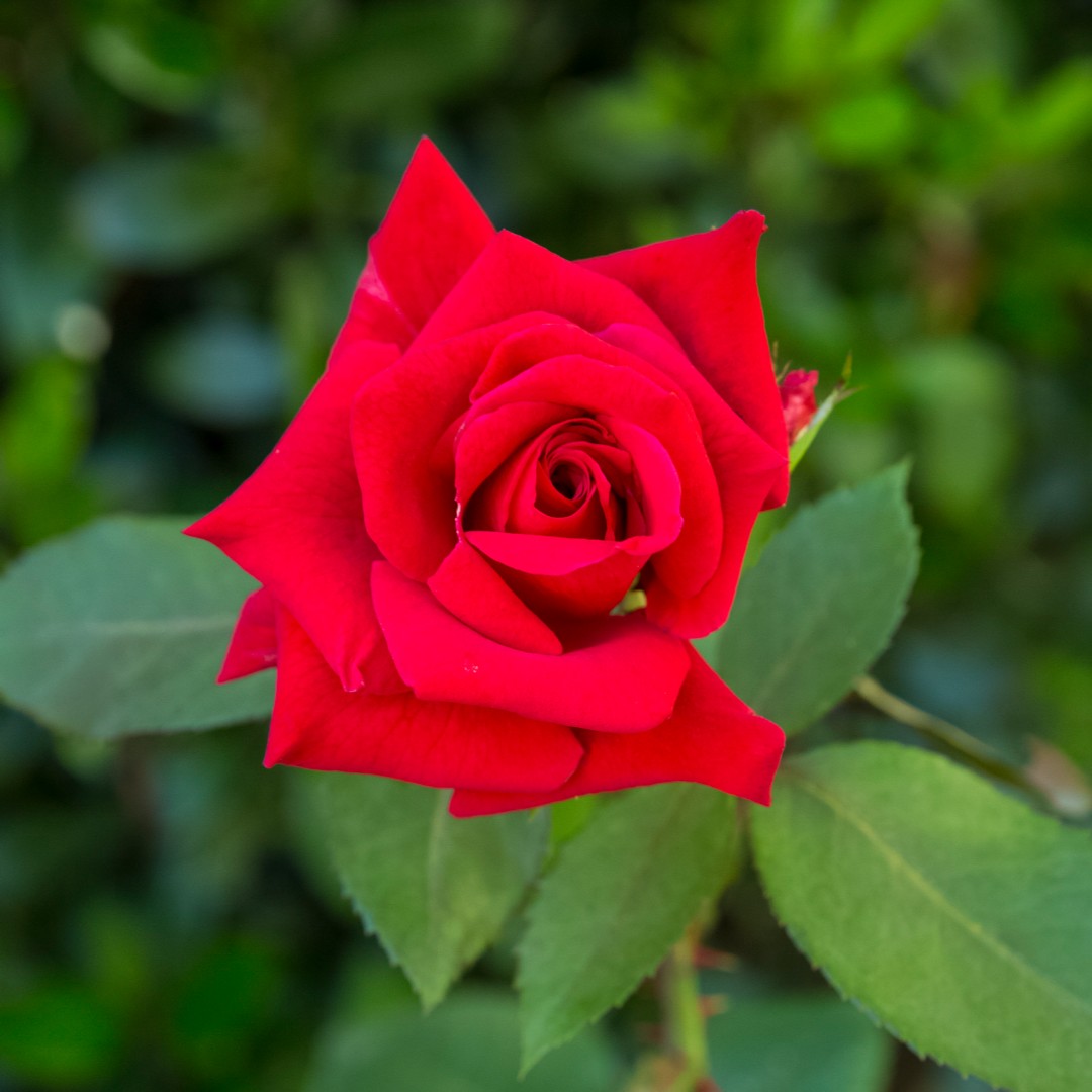 One Red Roses Pictures