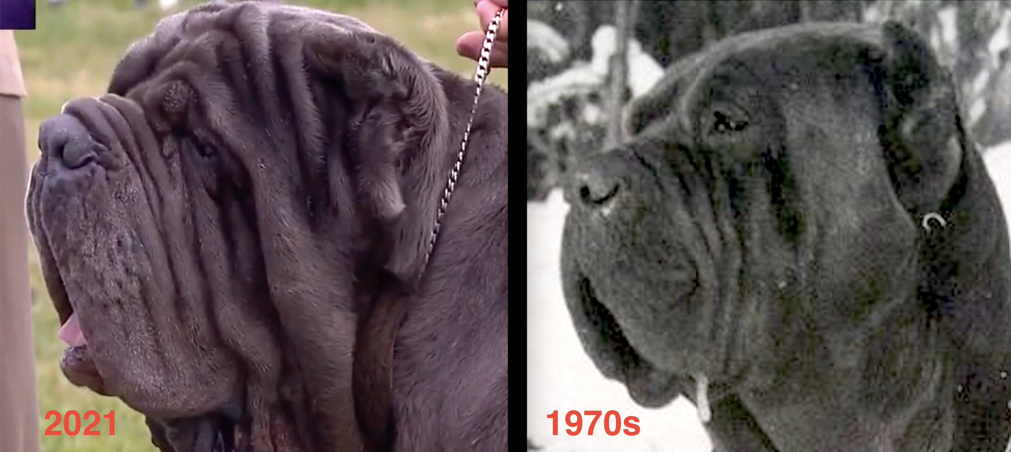 Neapolitan Mastiff Jewelry
