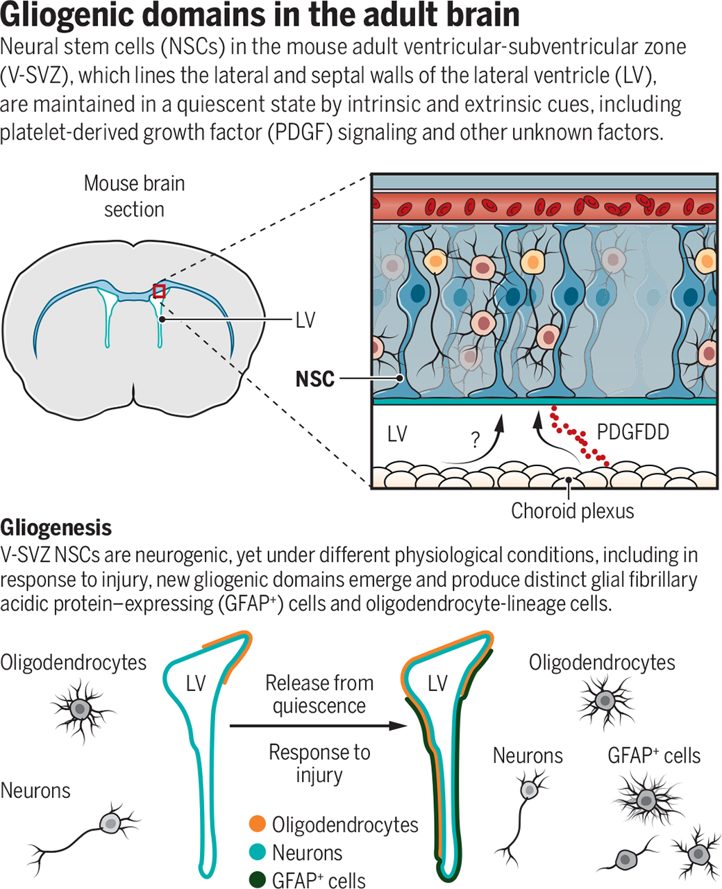 Subventricular Zone Mouse Brain