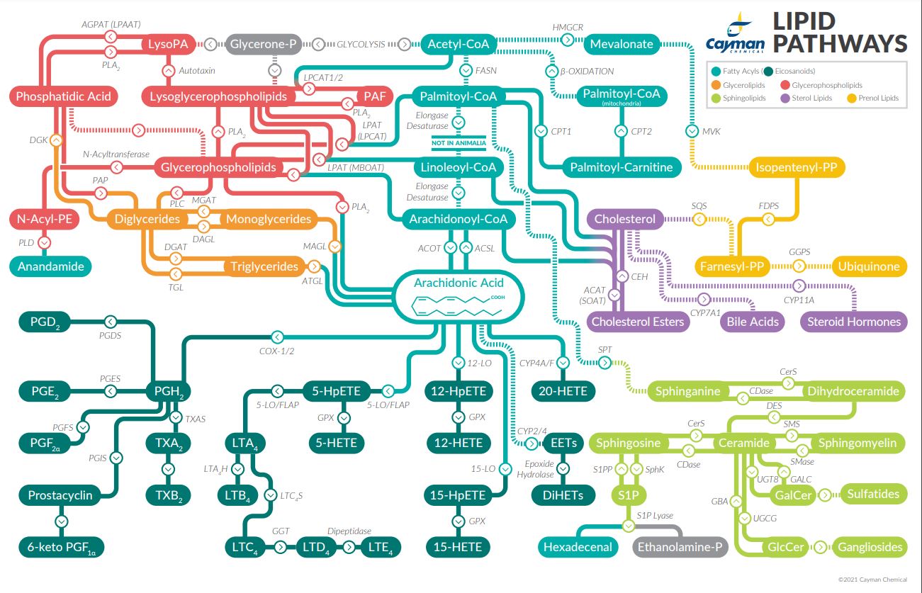 Metabolic Pathways Overview Of The Most Important Metabolic Pathways:
