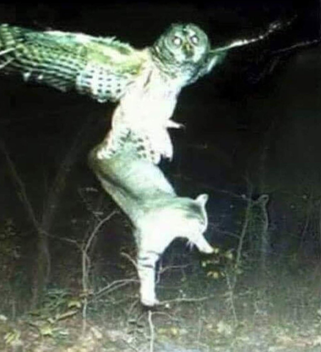 El michi fue seleccionado para estudiar en joguarts Éxito, michi 👌🏻😫 ...