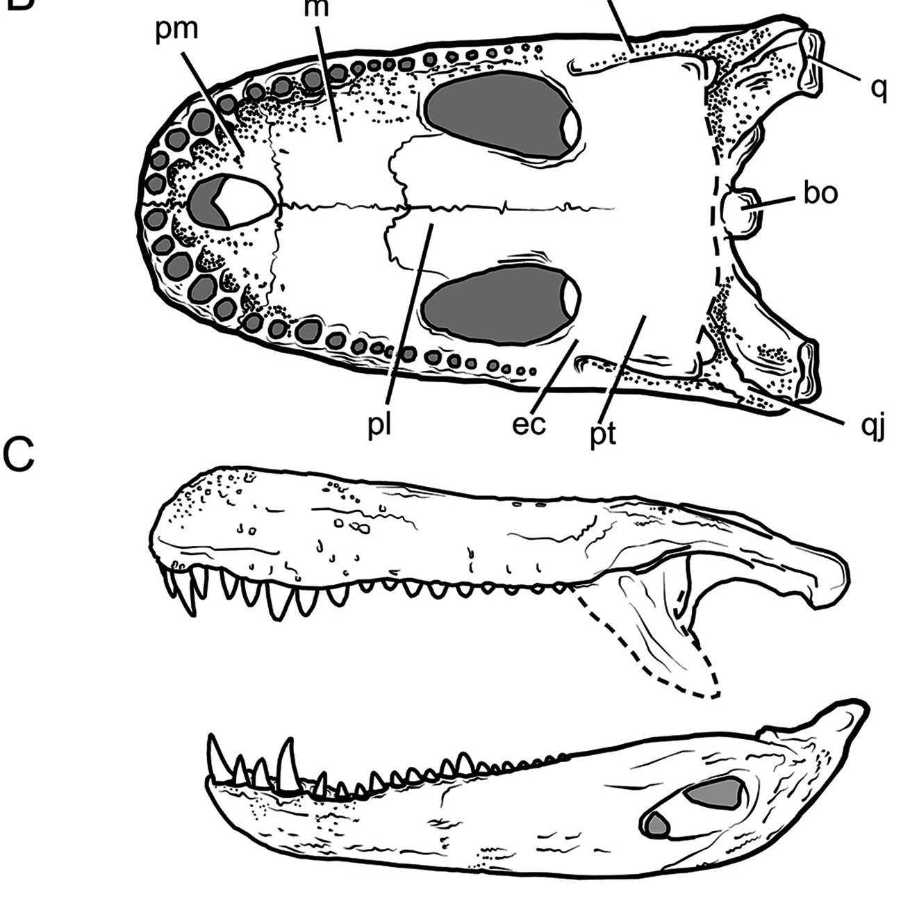 Purussaurus Bite Force