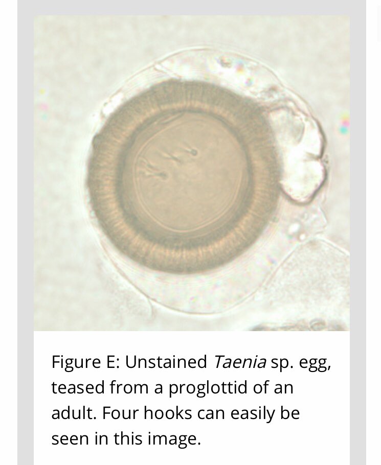 Taenia Solium Oncosphere Novel Rat Model For Neurocysticercosis Using