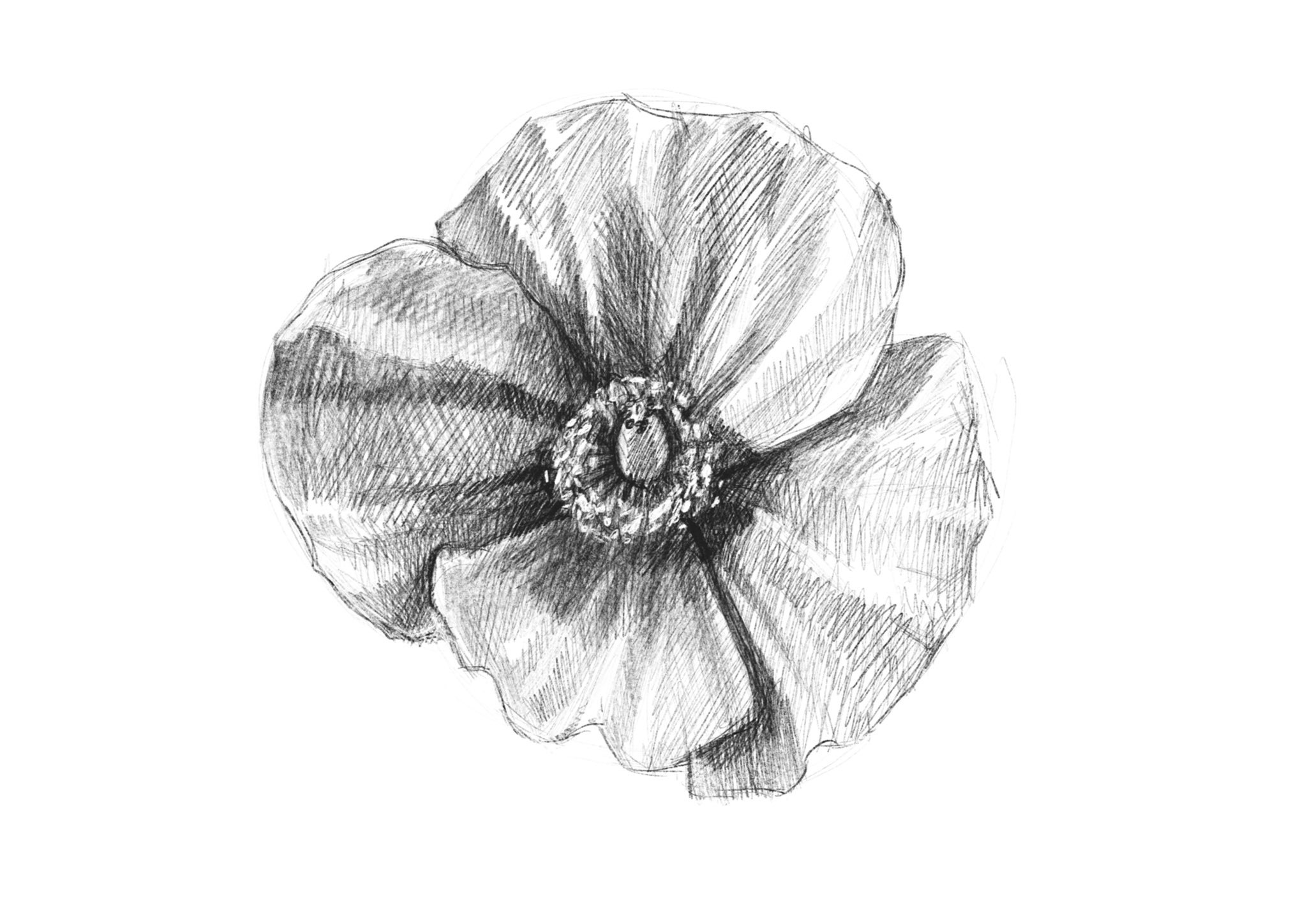 Poppy Sketch
