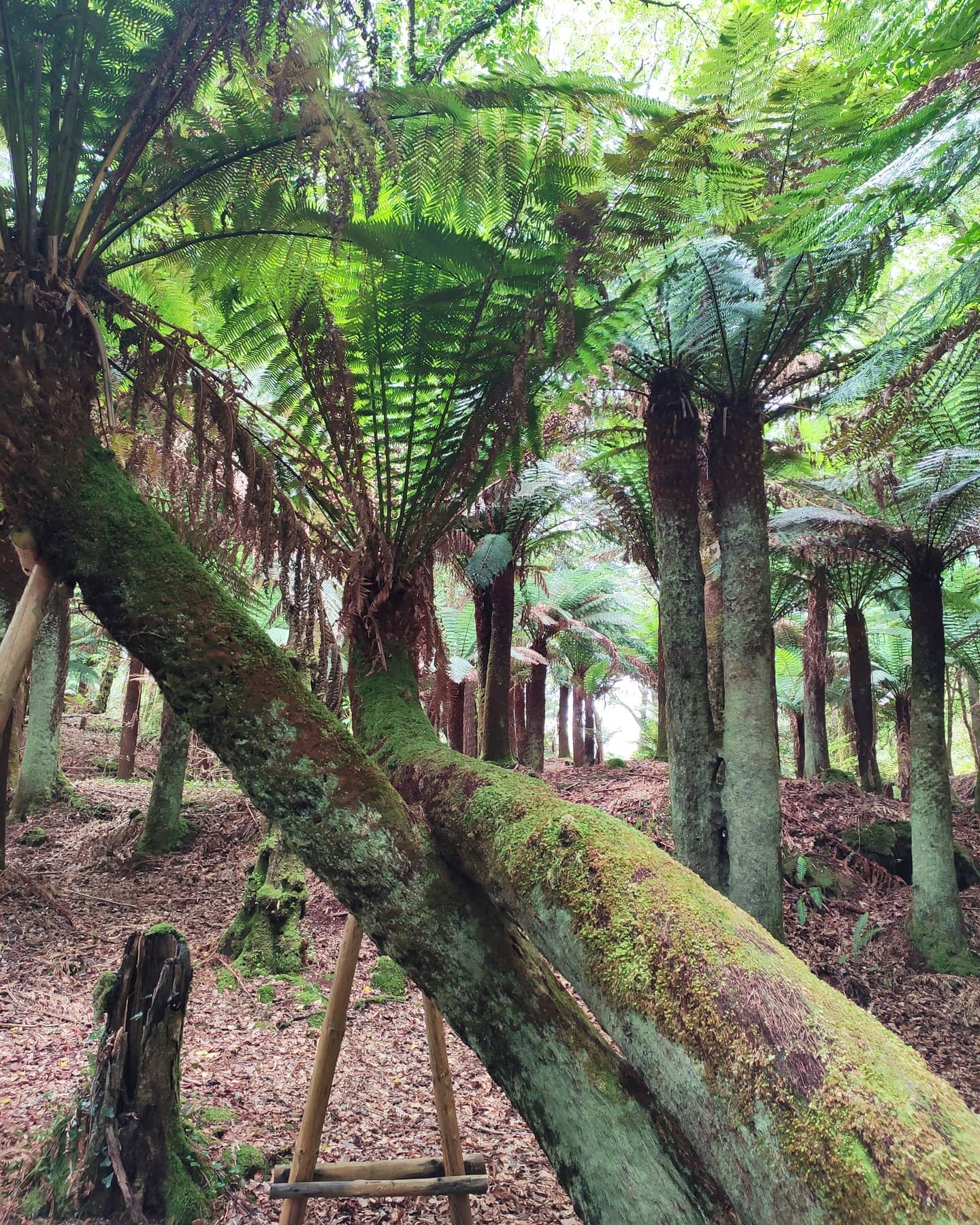 Tree Fern Forest