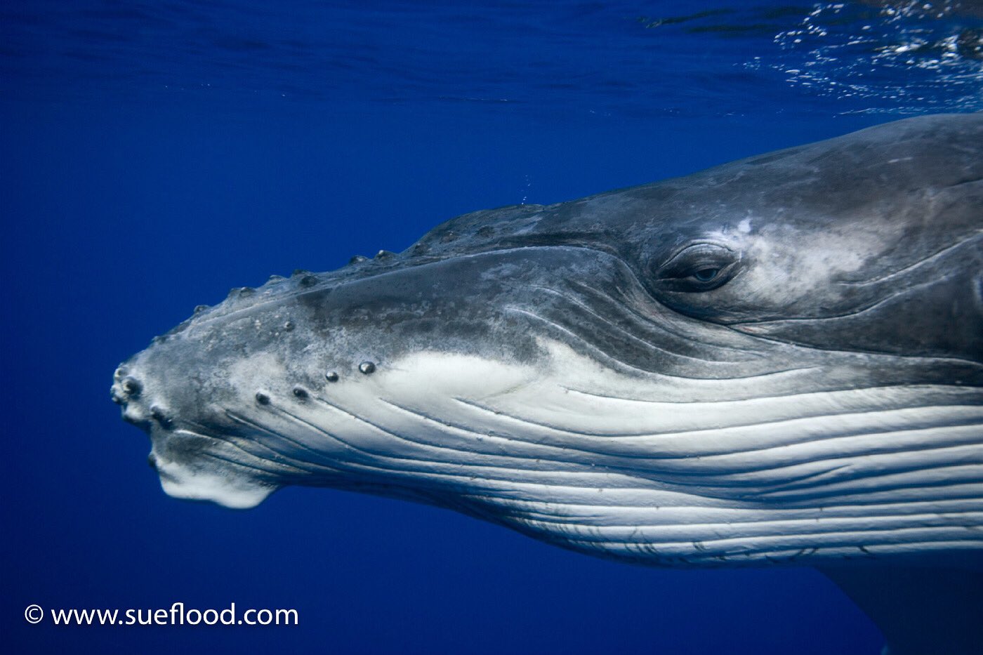 Humpback Whale Eye