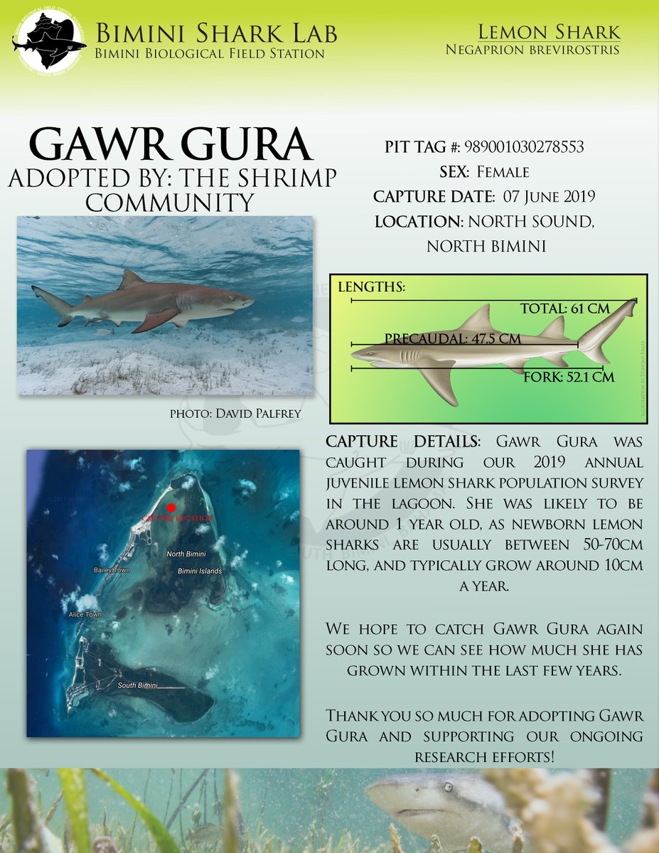 Gura Birthday: Gura now has a lemon shark on the Bimini Islands names ...