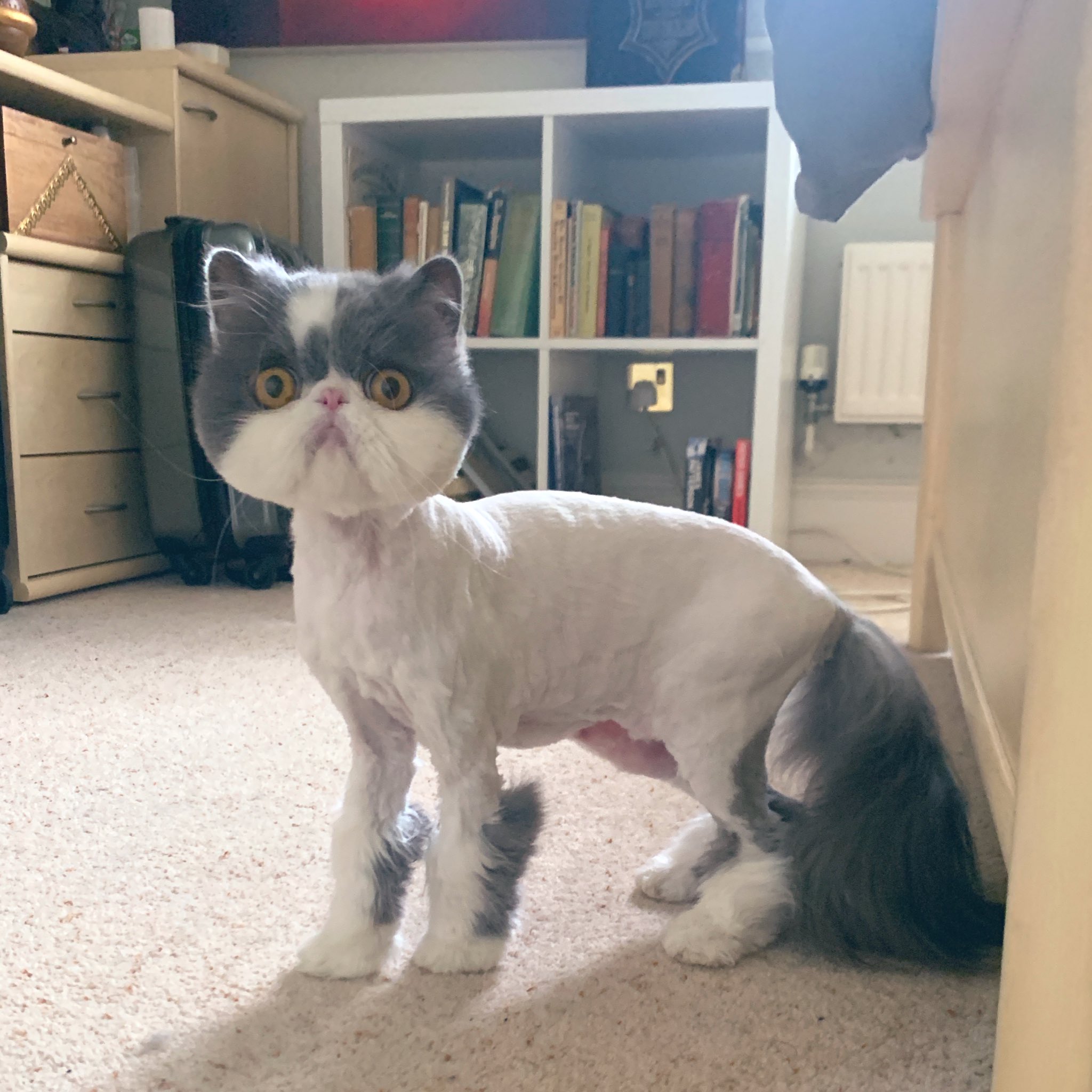 Persian Cat Lion Cut