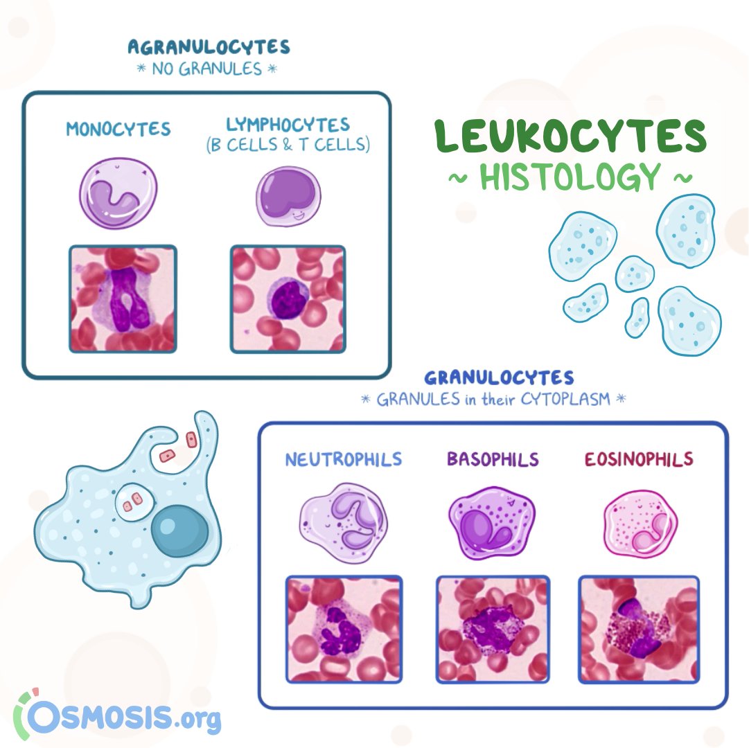 Leukocytes Histology