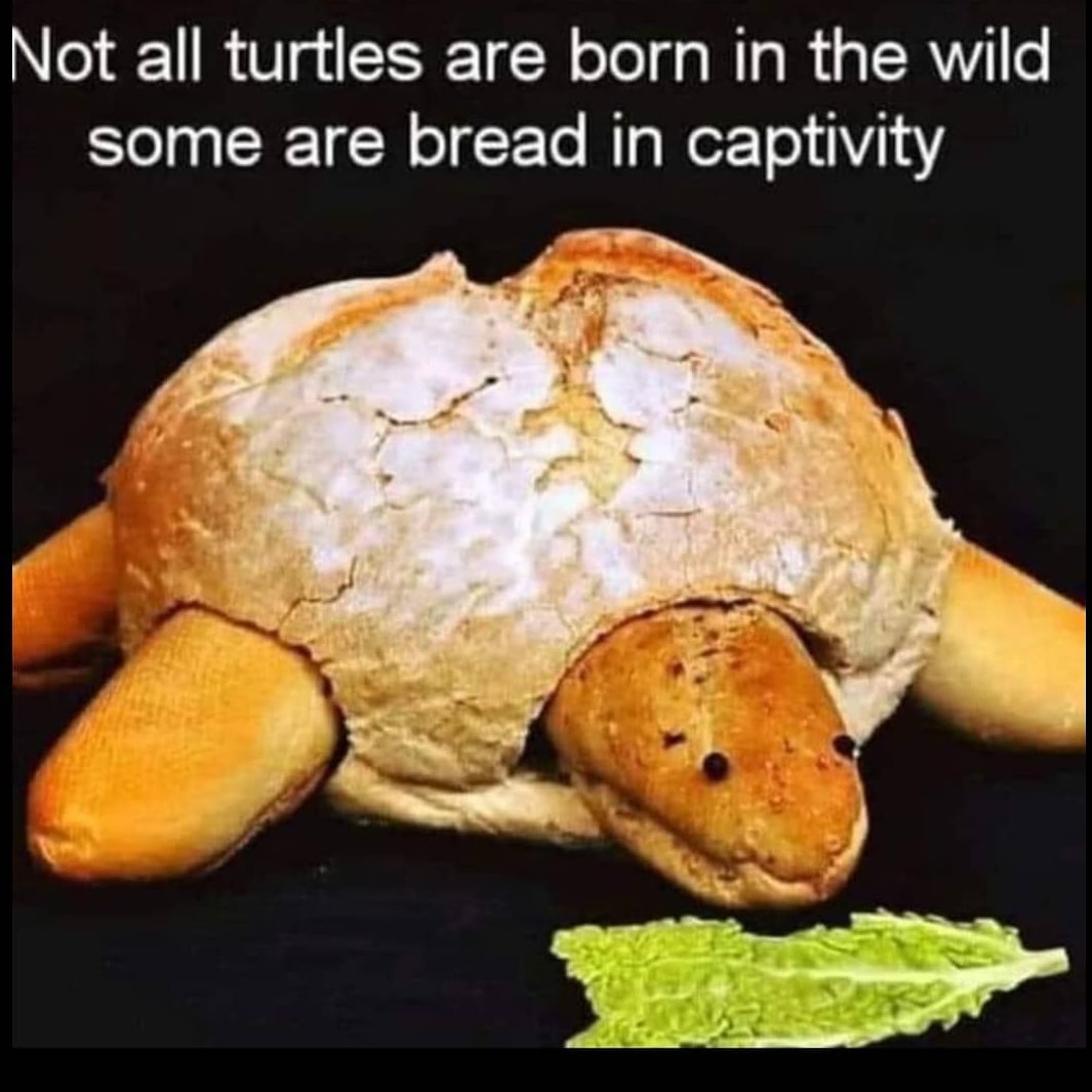 Turtle Love Memes