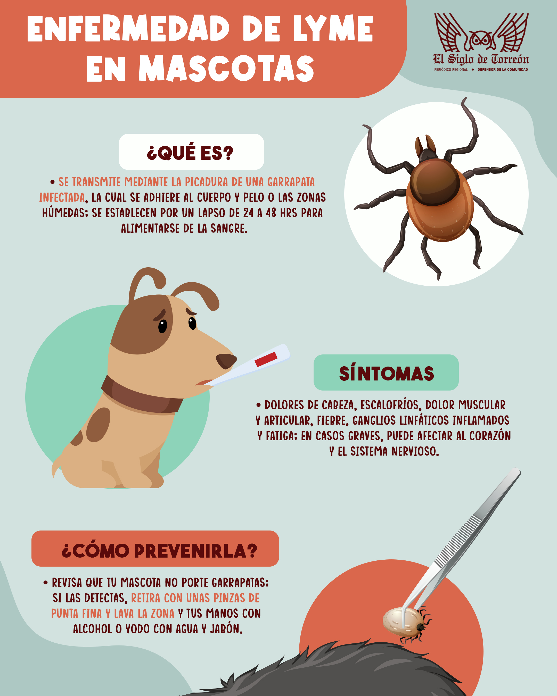 Pueden Los Perros Recuperarse De La Enfermedad De Lyme