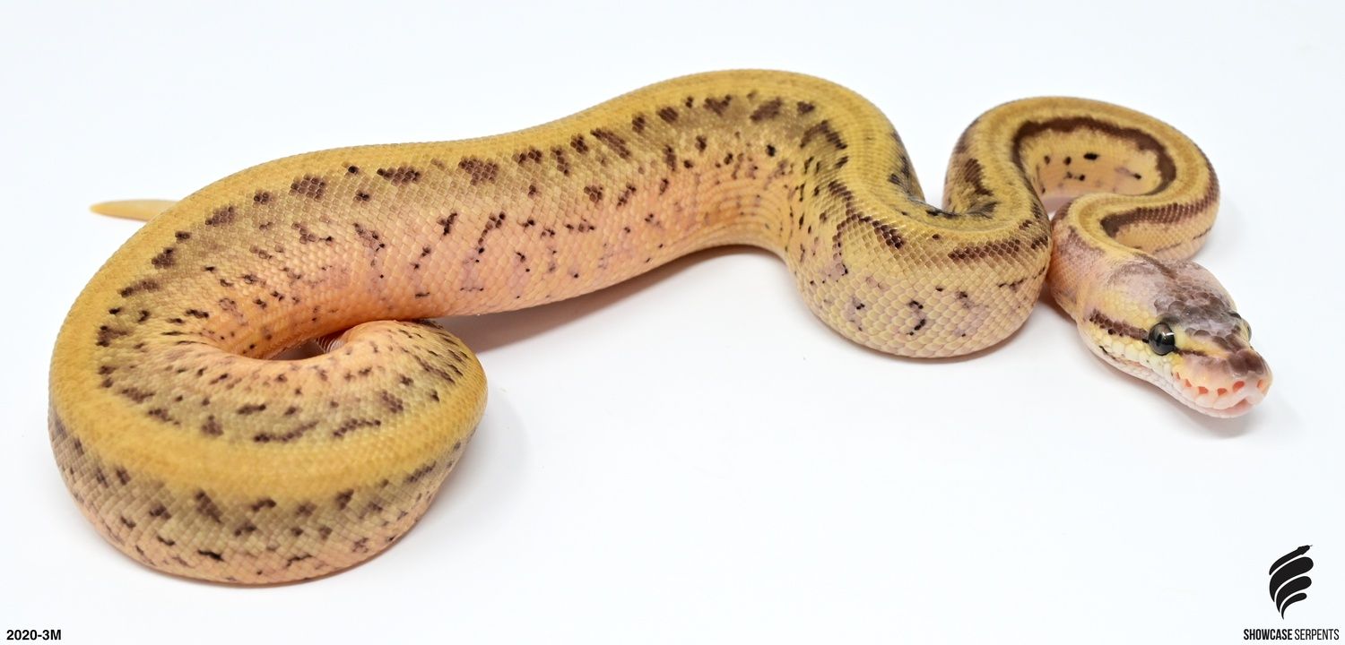 Dragonfly Ball Python